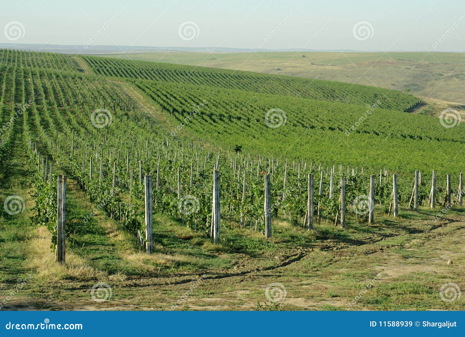 Vigne roumaine image stock. Image of nature, raisin, fruits - 11588939