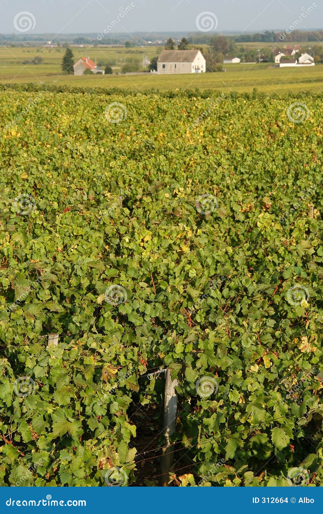 Vignes de Champagne photo stock. Image du beau, vigne, produit - 312664