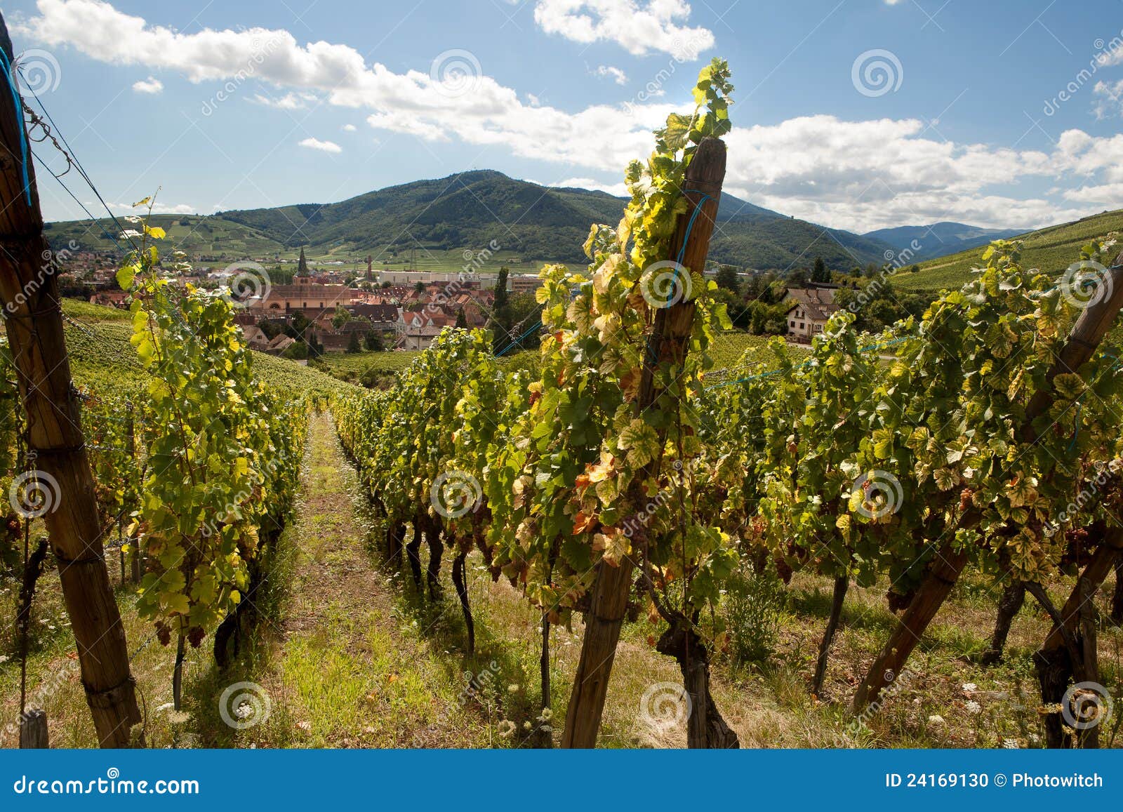 Vignes de village d'Alsace photo stock. Image du ciel - 24169130