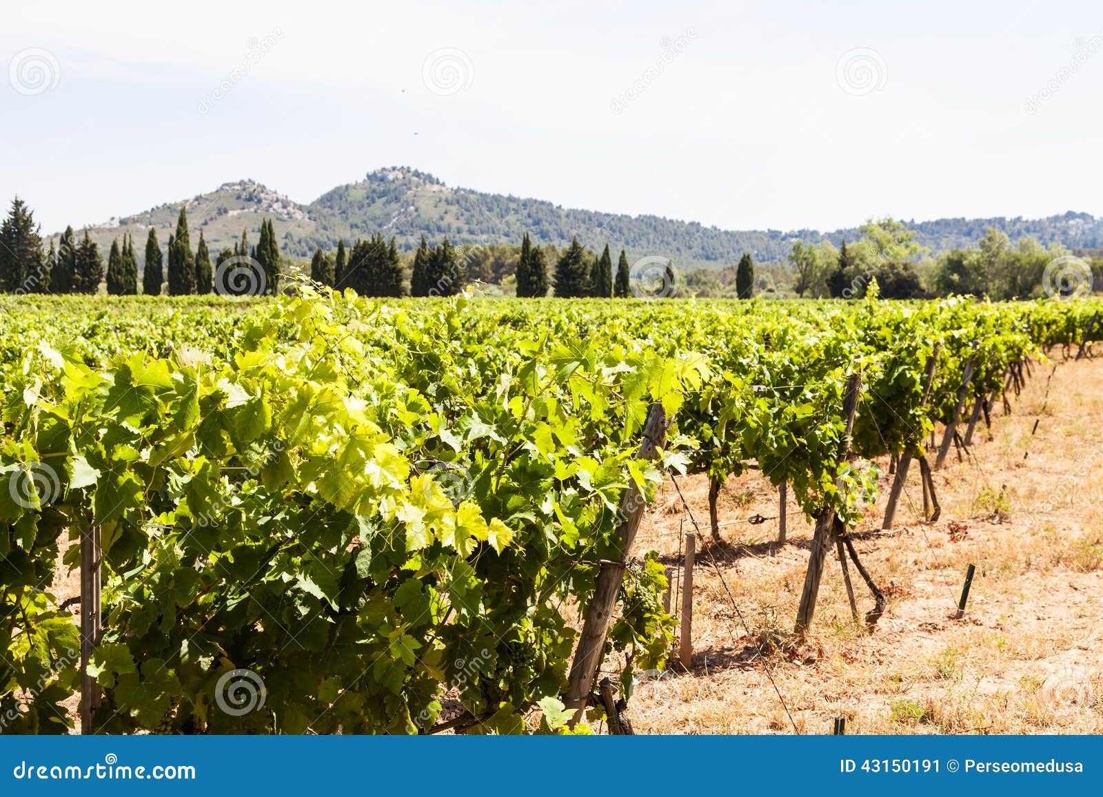 Vignoble de la Provence image stock. Image du viticulture - 43150191