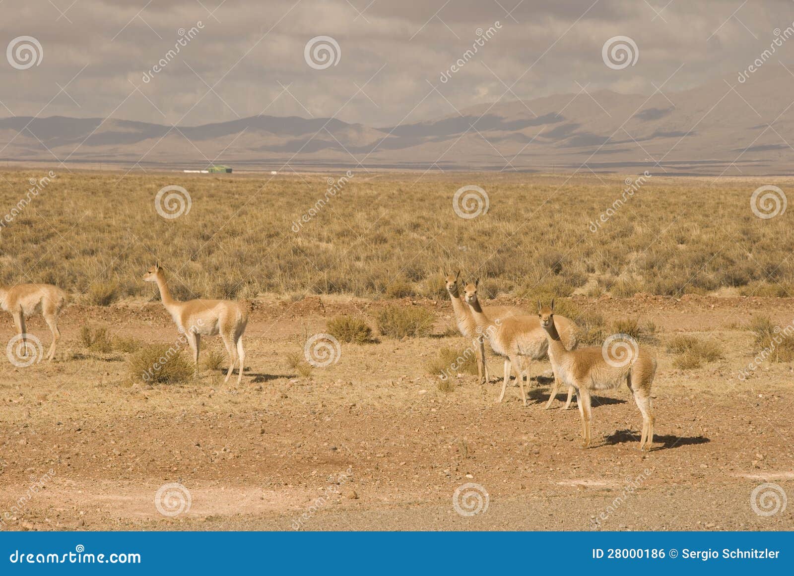 Vigogna fotografia stock. Immagine di ranch, pianura - 28000186