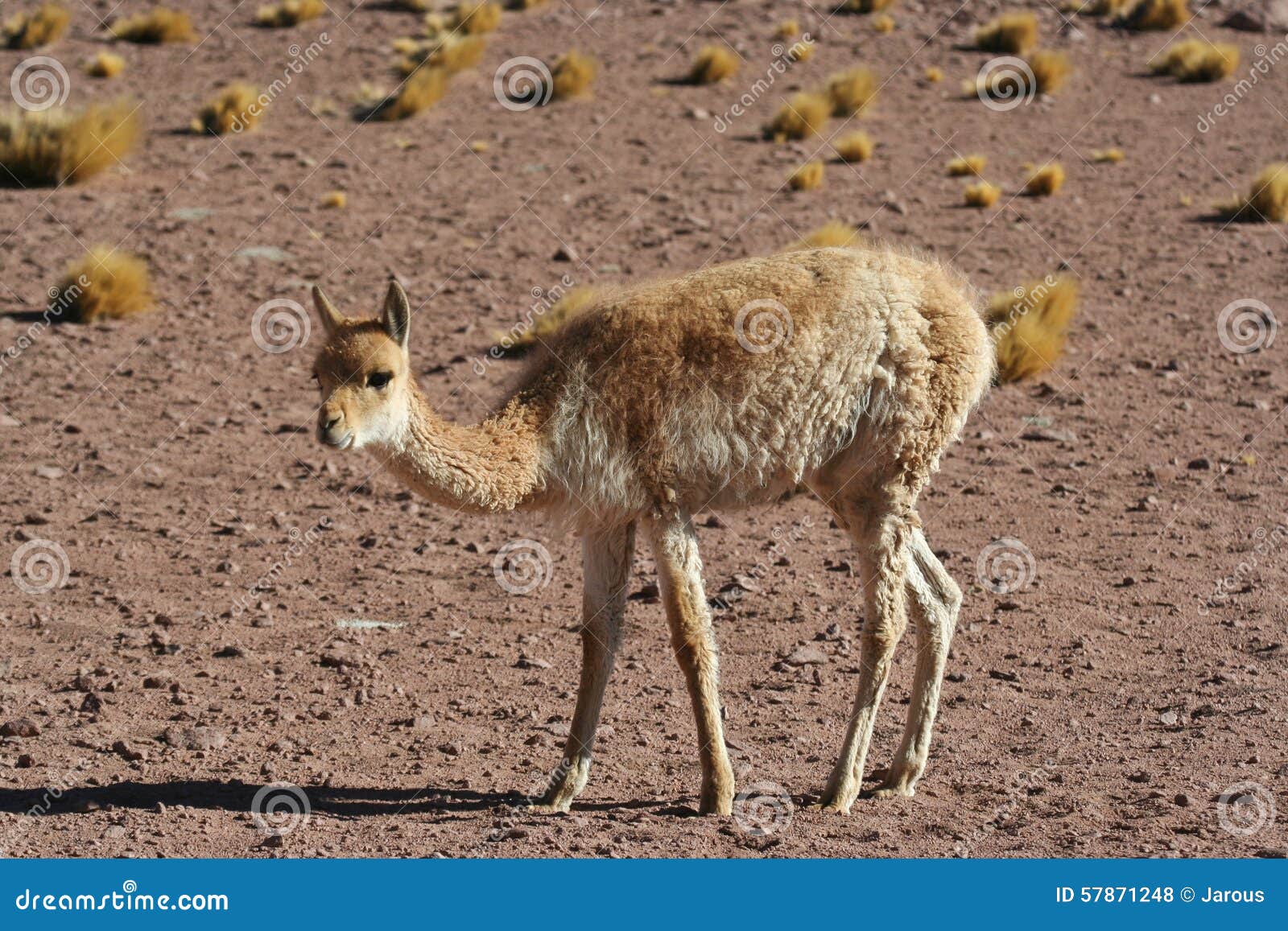 Vigogna animale andina fotografia stock. Immagine di cile - 57871248
