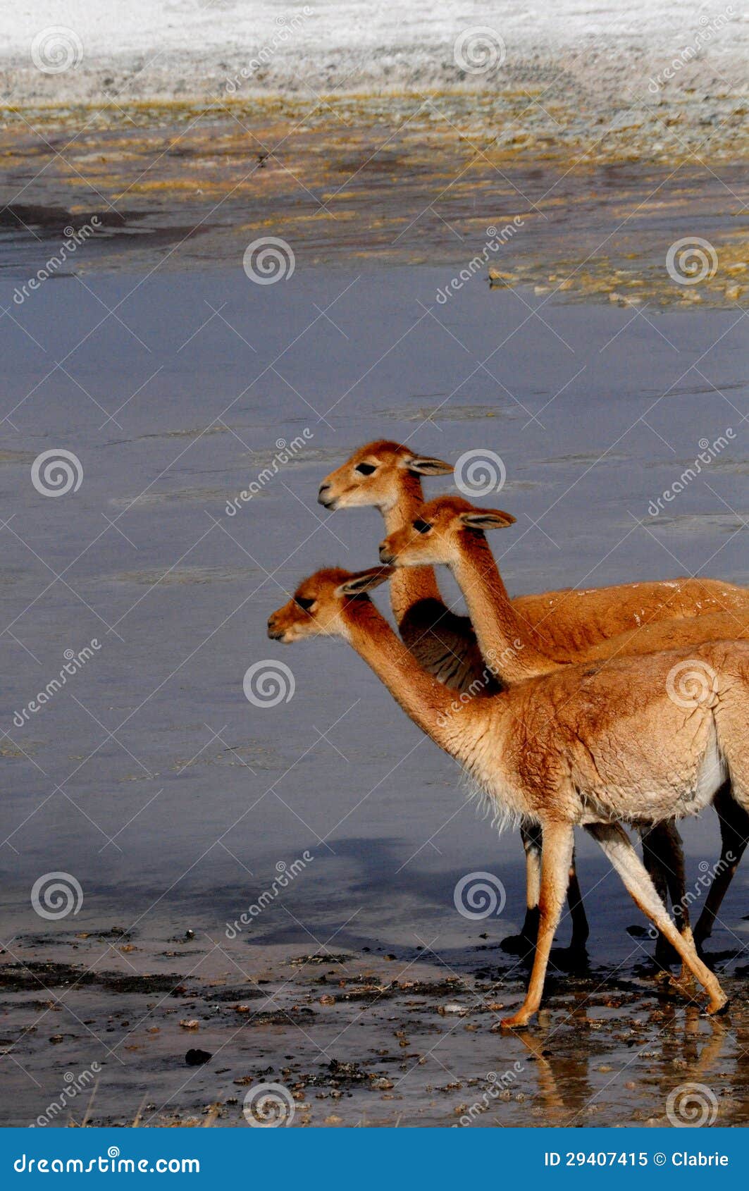 Vigogna in Bolivia immagine stock. Immagine di mammifero - 29407415