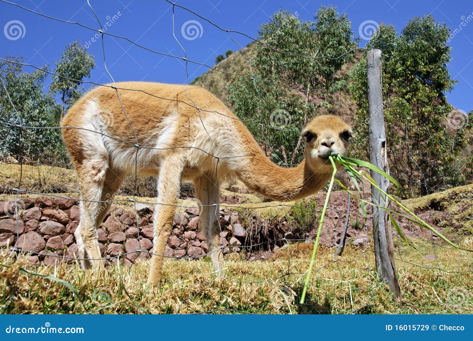 Vigogna che mangia erba immagine stock. Immagine di carino - 16015729