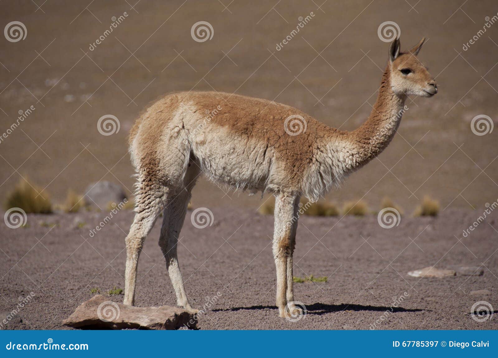 Vigogna nelle Ande immagine stock. Immagine di roccie - 67785397