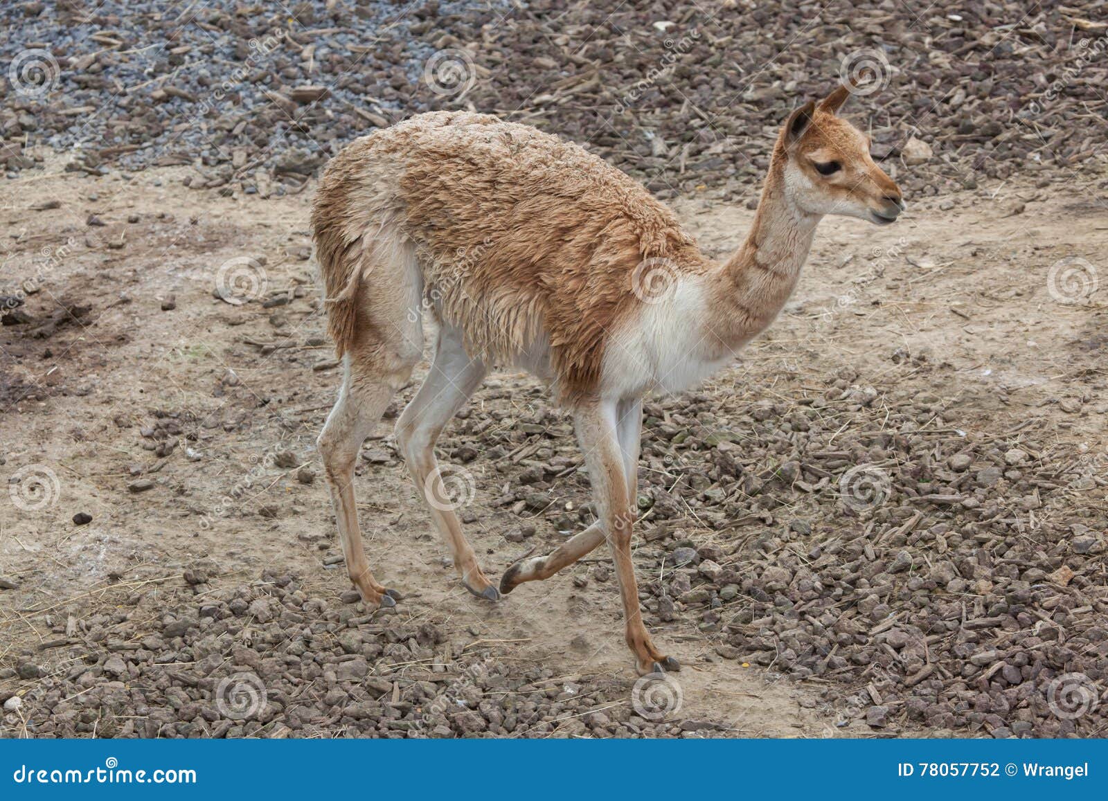 Vigogna & X28; Vicugna& X29 Del Vicugna; Fotografia Stock - Immagine di ...