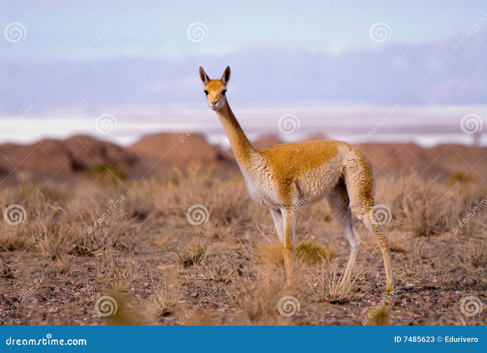 Vigogna (vicugna) Di Vicgna Camelid Da Ameri Del Sud Immagine Stock ...