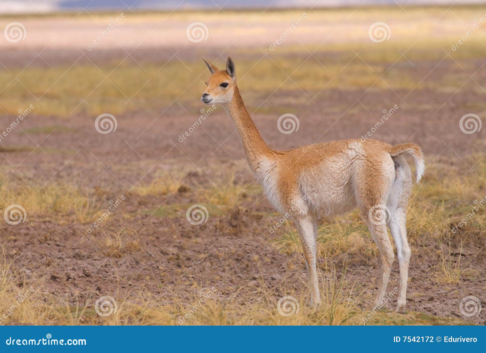 Vigogna (vicugna) Di Vicgna Camelid Da Ameri Del Sud Fotografia Stock ...