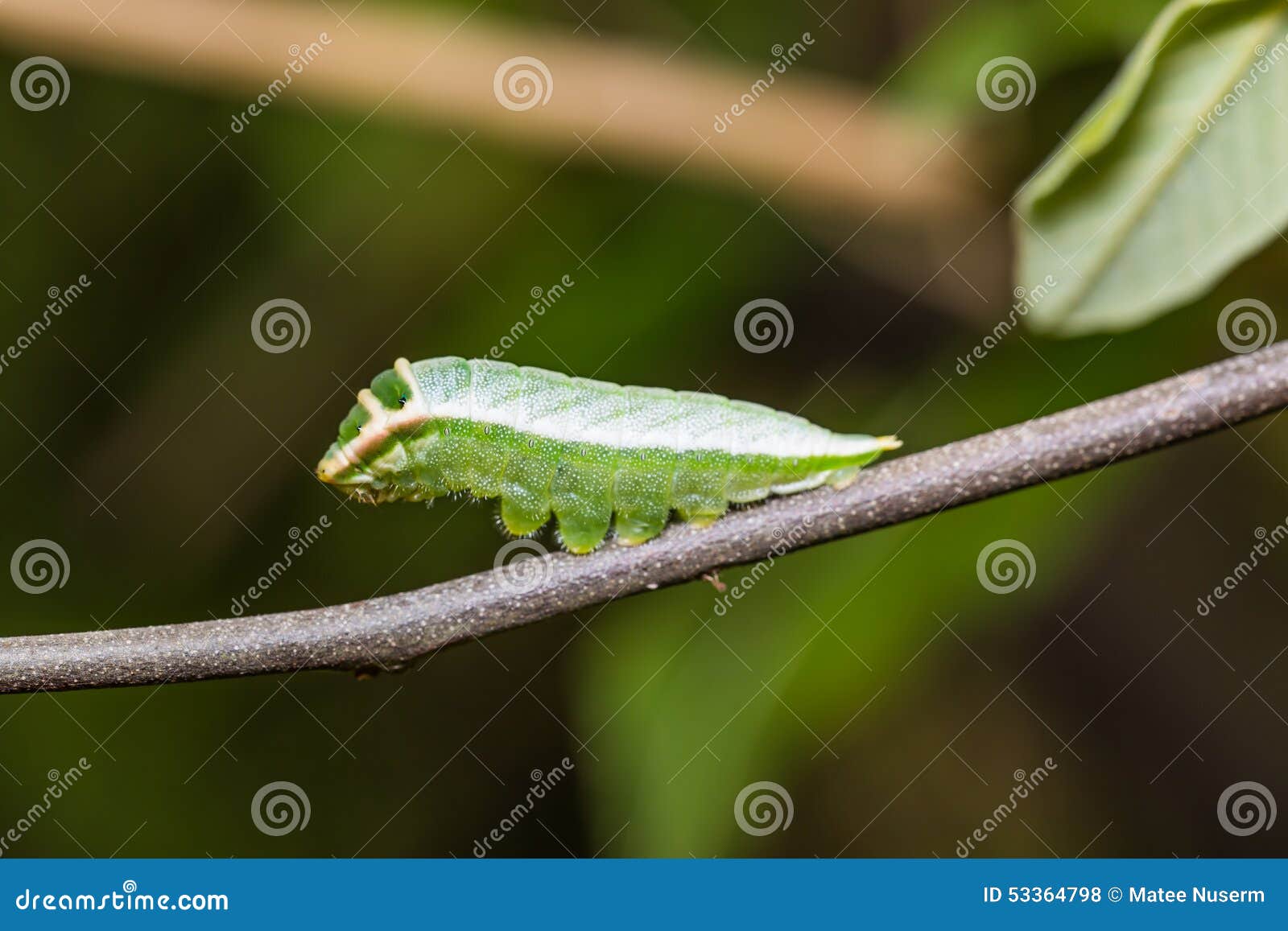 Vijf-bar Swordtail-rupsband Stock Foto - Image of sluit, entomologie ...