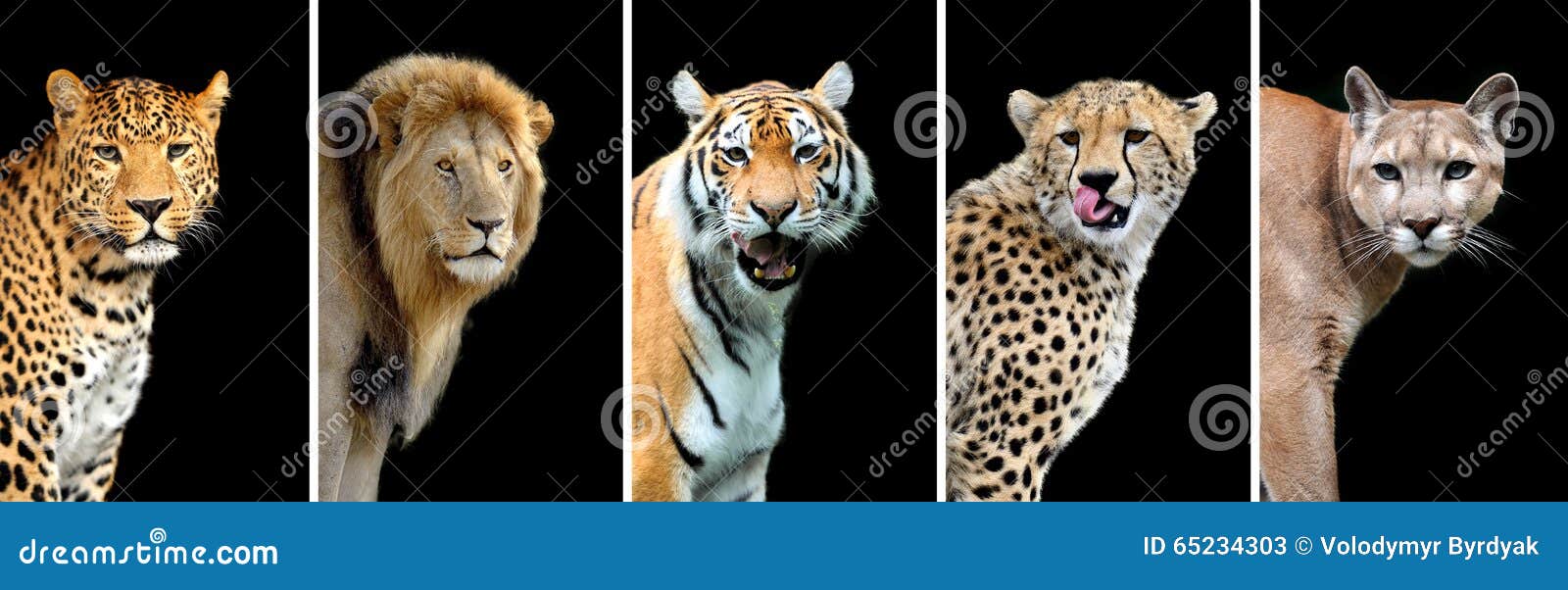 Vijf grote wilde katten stock afbeelding. Image of snel - 65234303