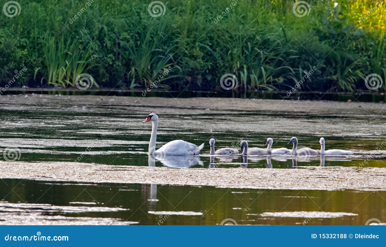 Vijf Jonge Zwanen En Hun Moeder. Stock Foto - Image of water, jong ...