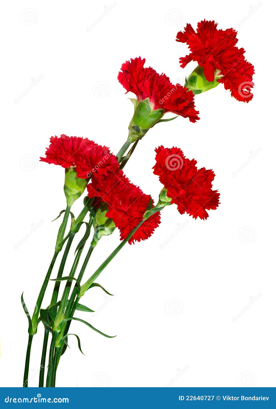 Vijf kleuren van anjer stock afbeelding. Image of geur - 22640727