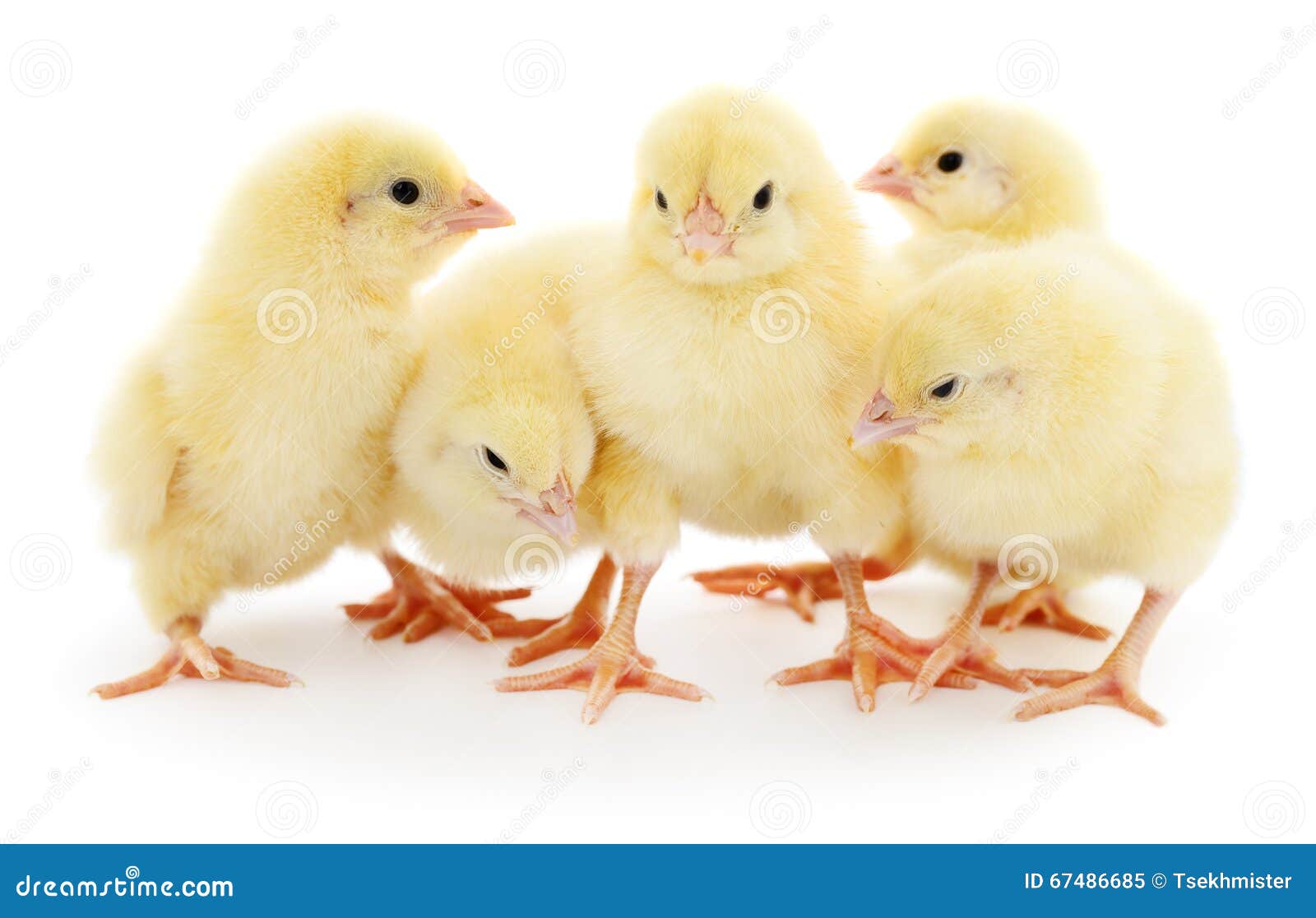 Vijf leuke kuikens stock afbeelding. Image of geel, groep - 67486685