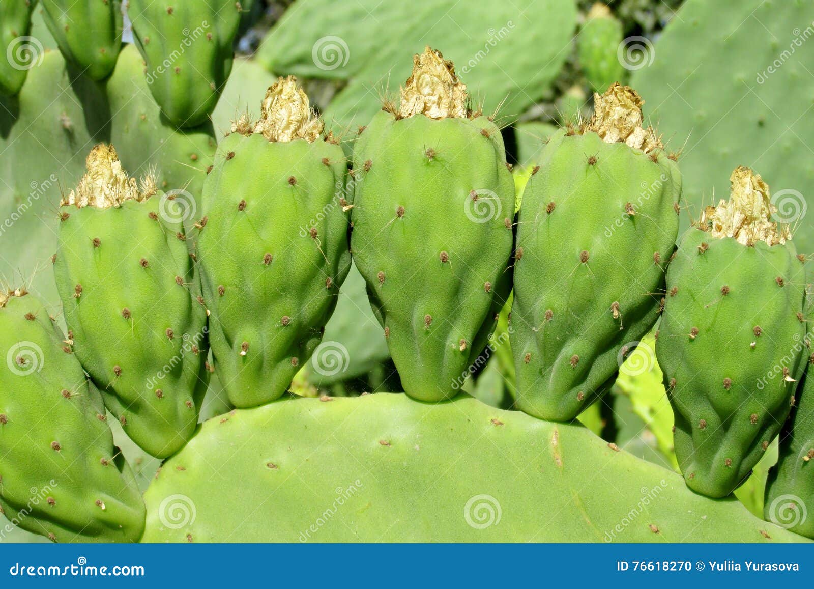 Vijgencactus Groene Vruchten En Bladeren Stock Foto - Image of woestijn ...
