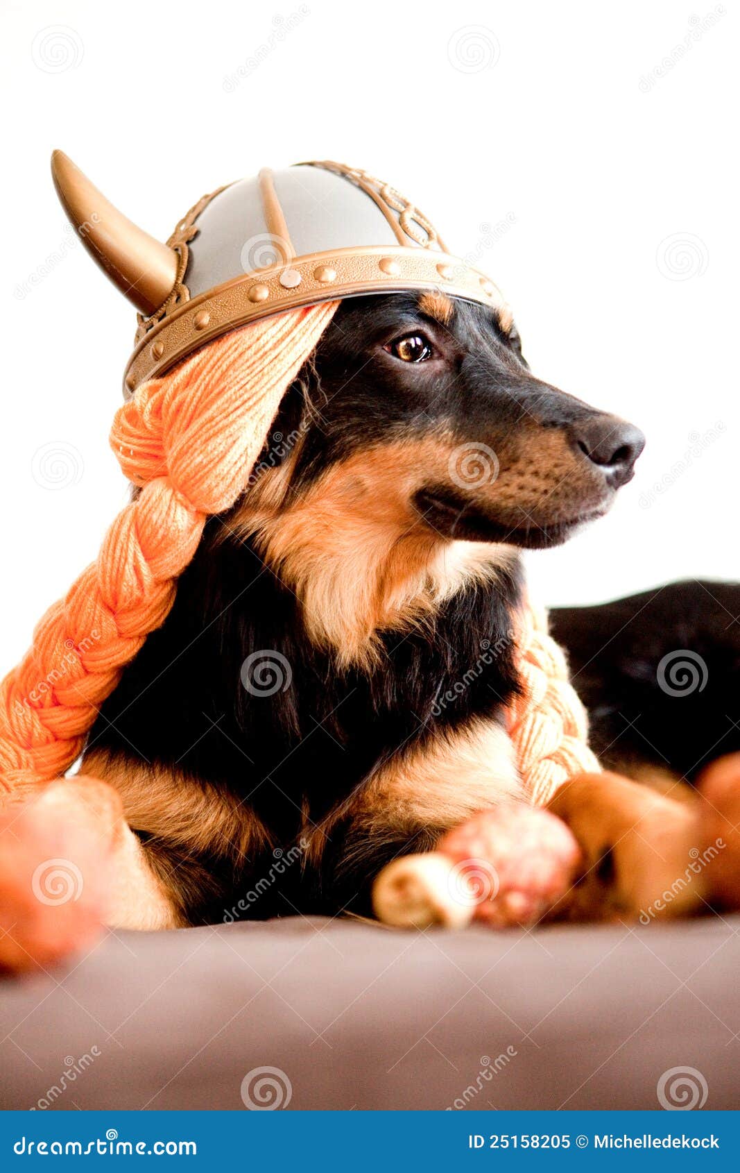 Viking puppy stock image. Image of adult, black, canine - 25158205