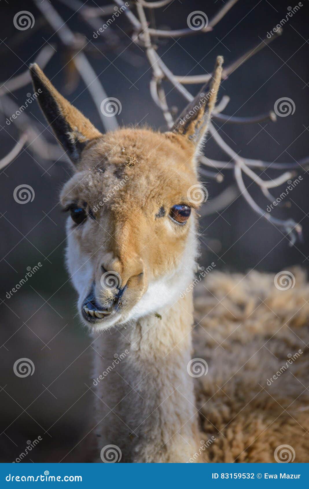 Vikunja stock photo. Image of herd, lama, nature, cute - 83159532
