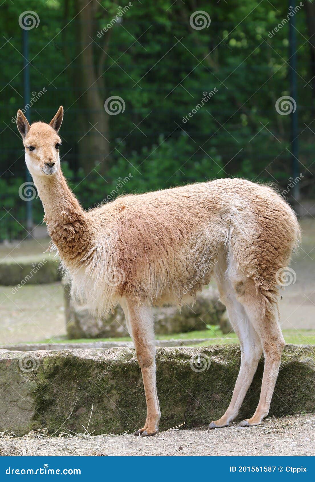 Vikunja Standing and Posing at Local Zoo Stock Image - Image of ...