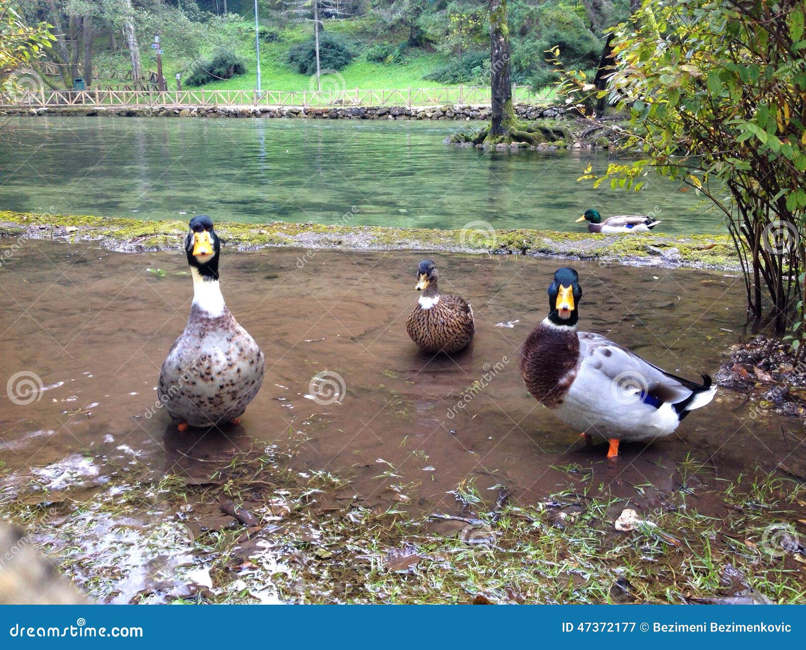 Duck on lake stock image. Image of farm, cute, drake - 47372177
