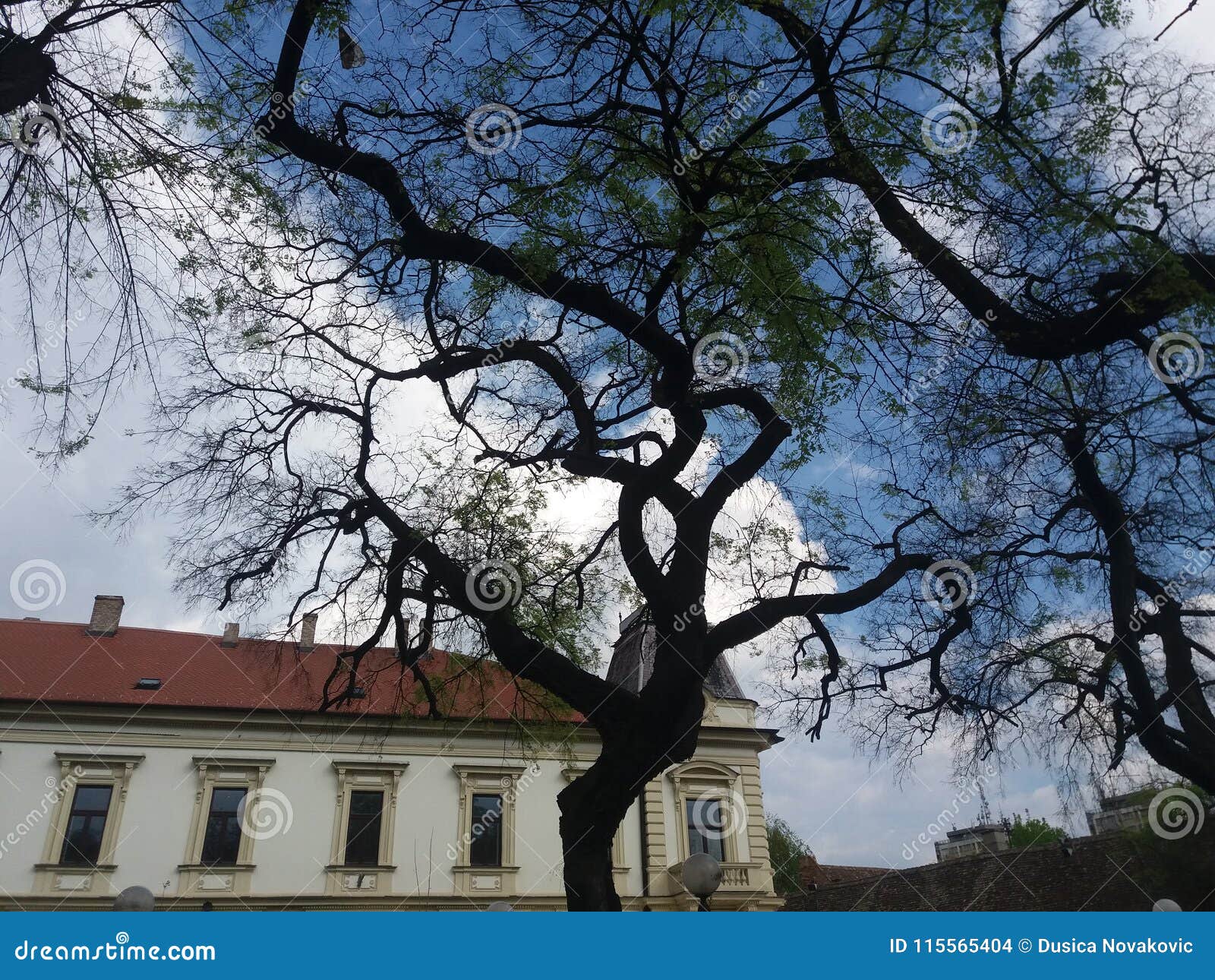 Vilage stock photo. Image of natural, vilage, tree, school - 115565404