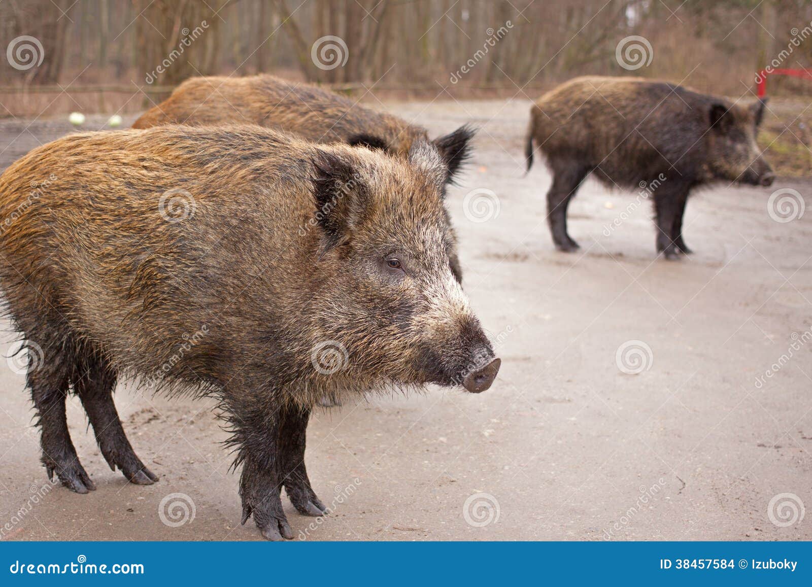 Vildsvin arkivfoto. Bild av natur, väg, vild, svin, naturligt - 38457584