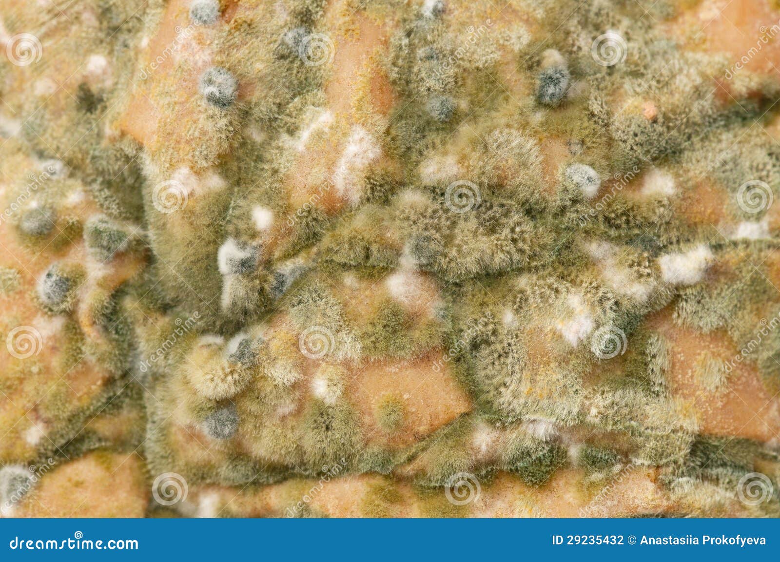 Vile mold stock photo. Image of fungus, mold, microbe - 29235432