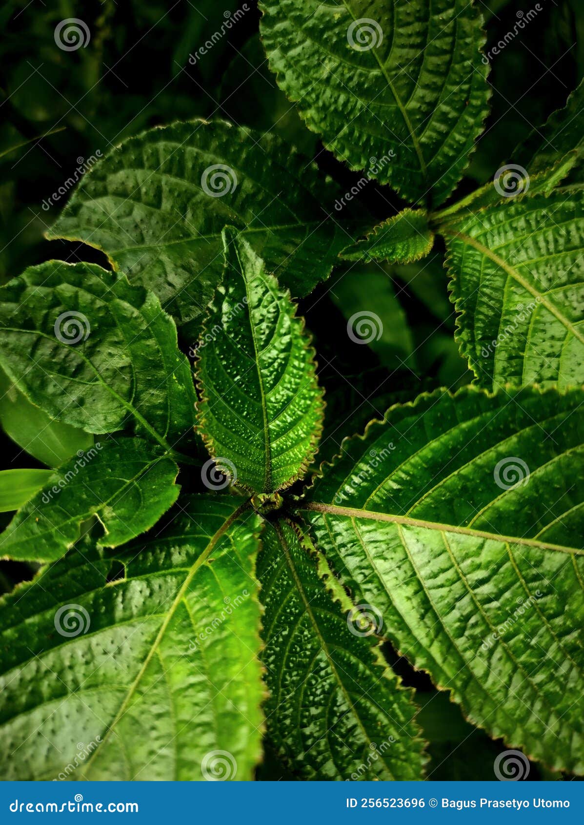 Vile Shard Leaves with Jagged Leaf Edges and a Unique Texture Stock ...