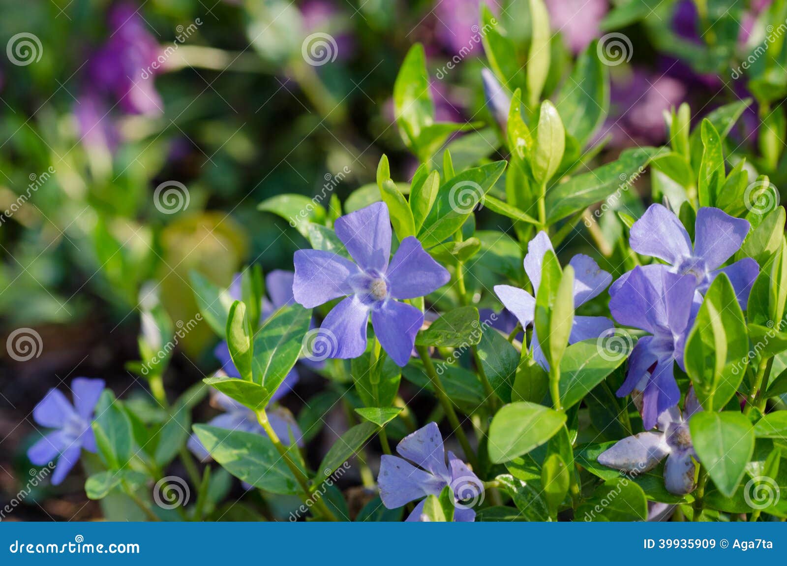 Vilet flower - periwinkle stock image. Image of season - 39935909