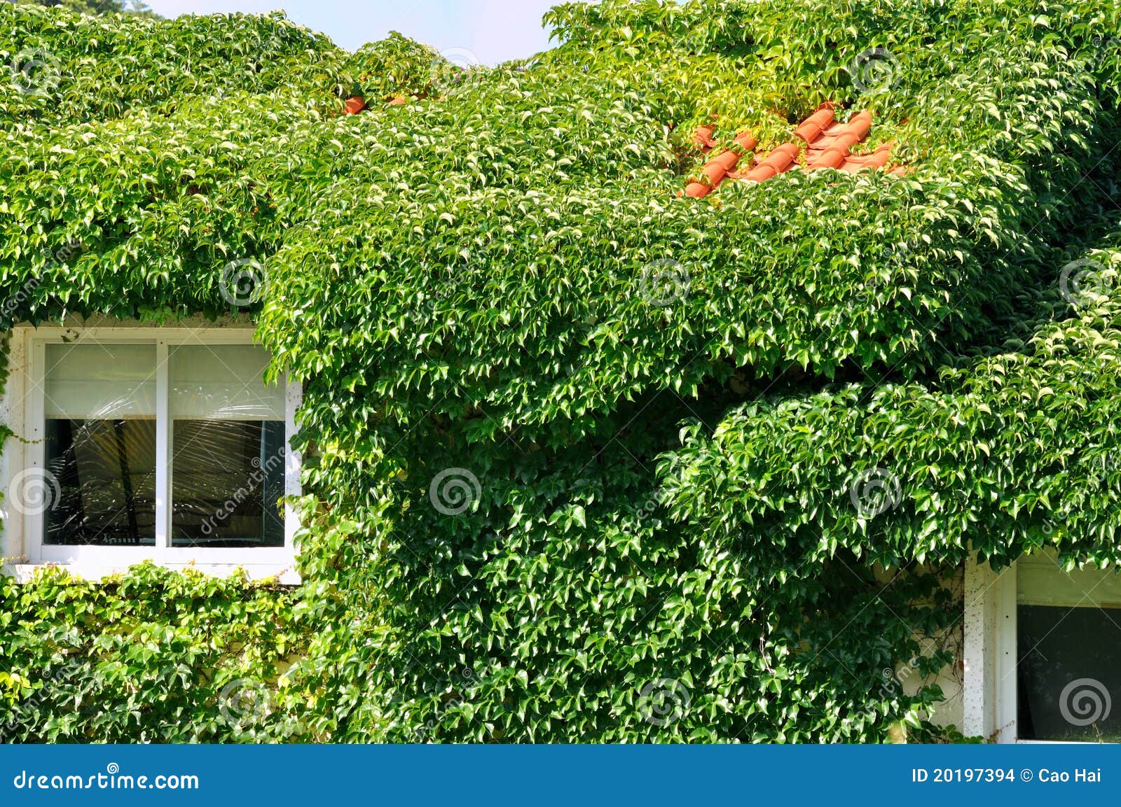 Villa Covered by Green Plant Stock Photo - Image of house, surrounding ...