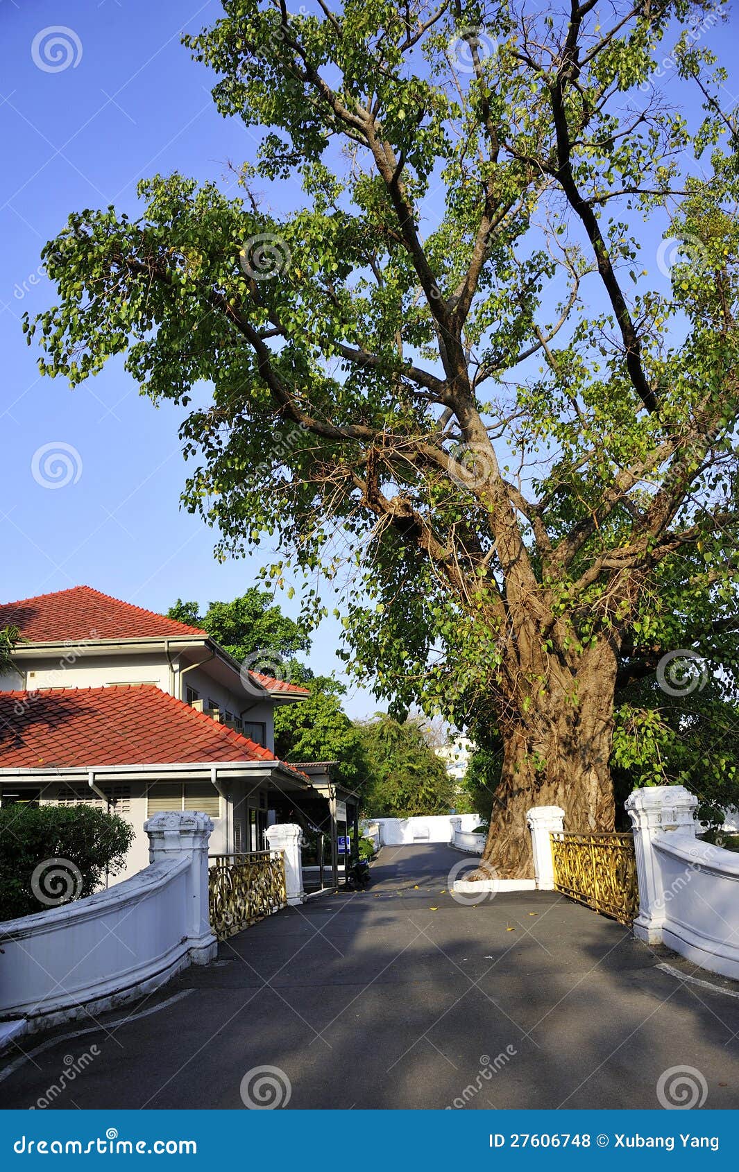 A Large Banyan Tree (Beringin) With Exposed Roots Spreading Across The ...