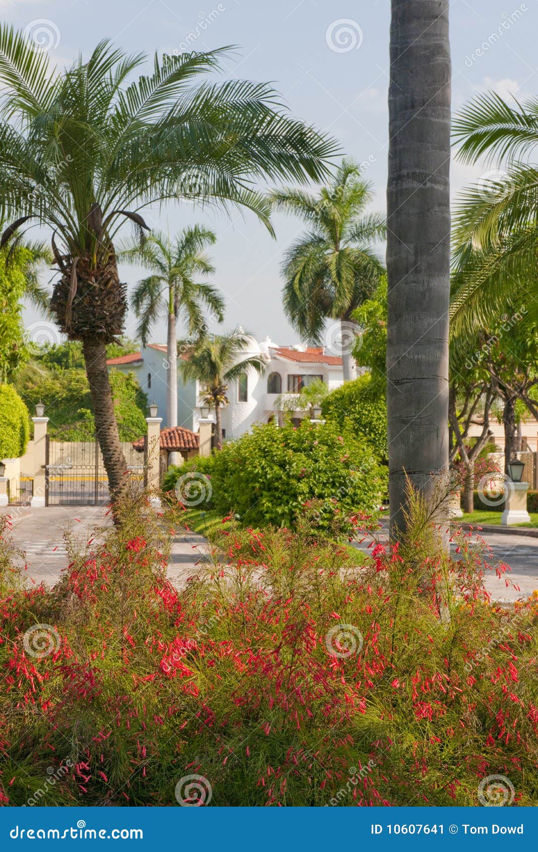 Villa and palm trees stock image. Image of palm, outdoors - 10607641