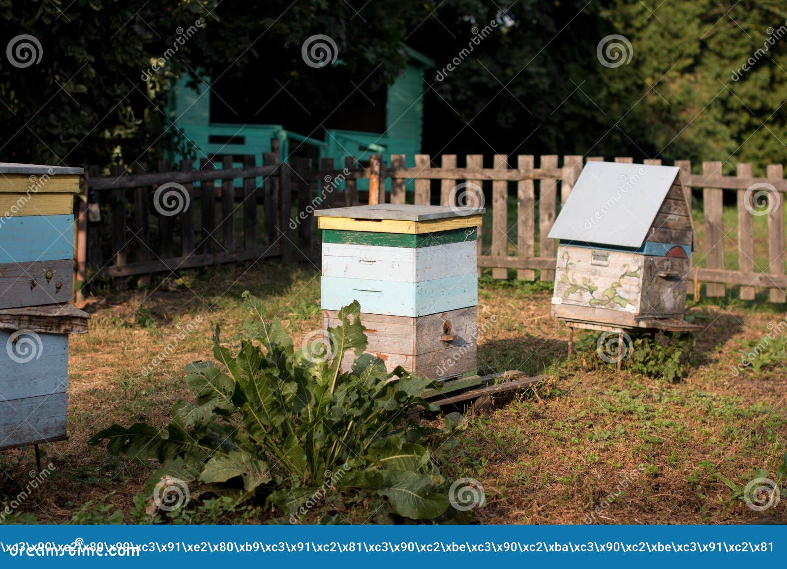 Village Apiary, Honey Production. Stock Photo - Image of organic ...