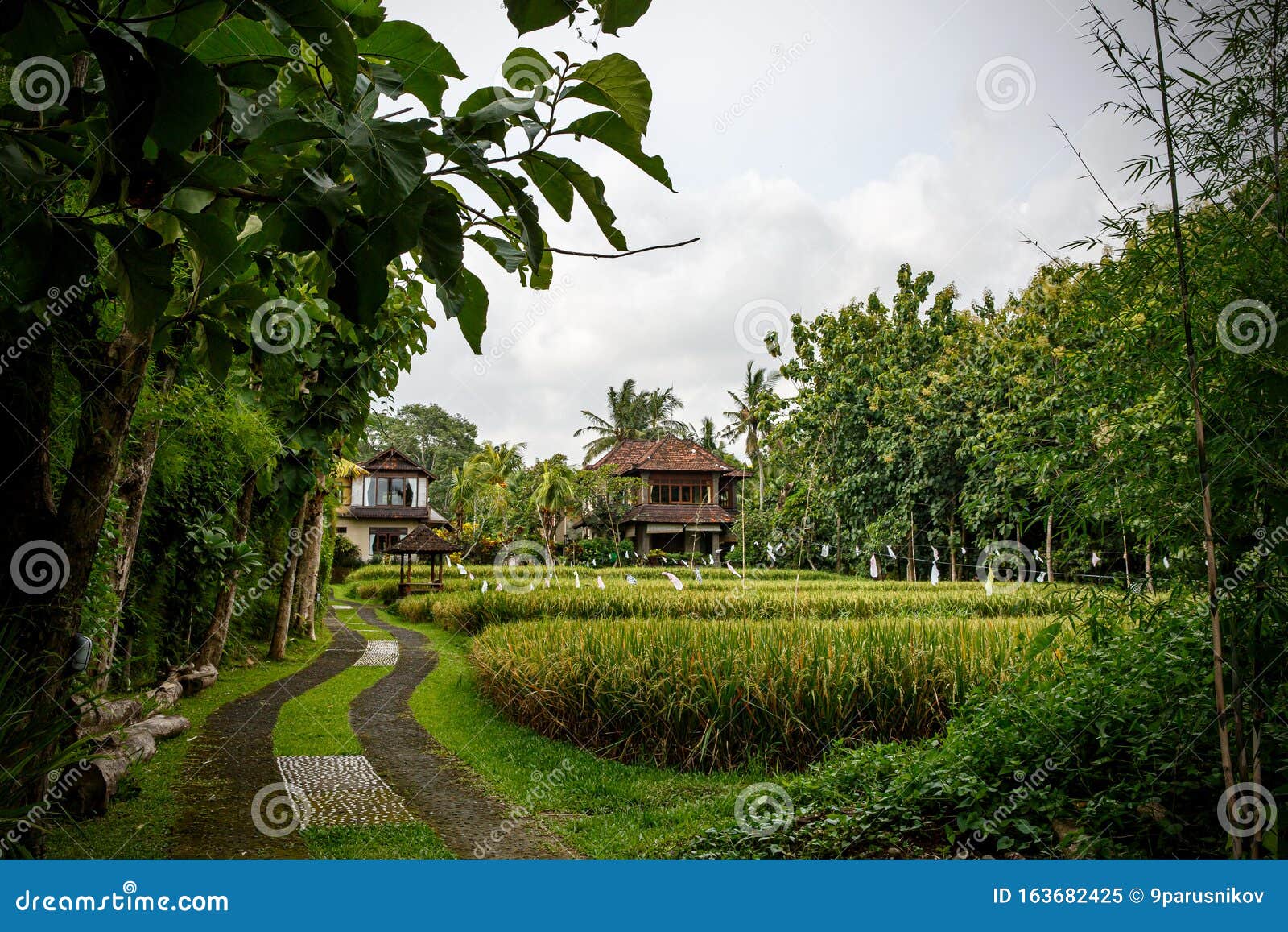 Village in Asia. House and Rice Fields Stock Image - Image of village ...