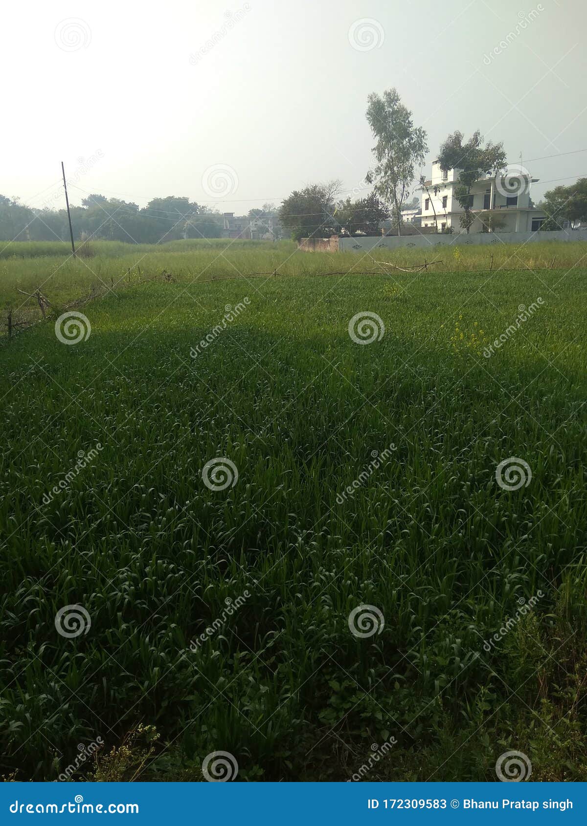 Village stock image. Image of village, gehun, former - 172309583