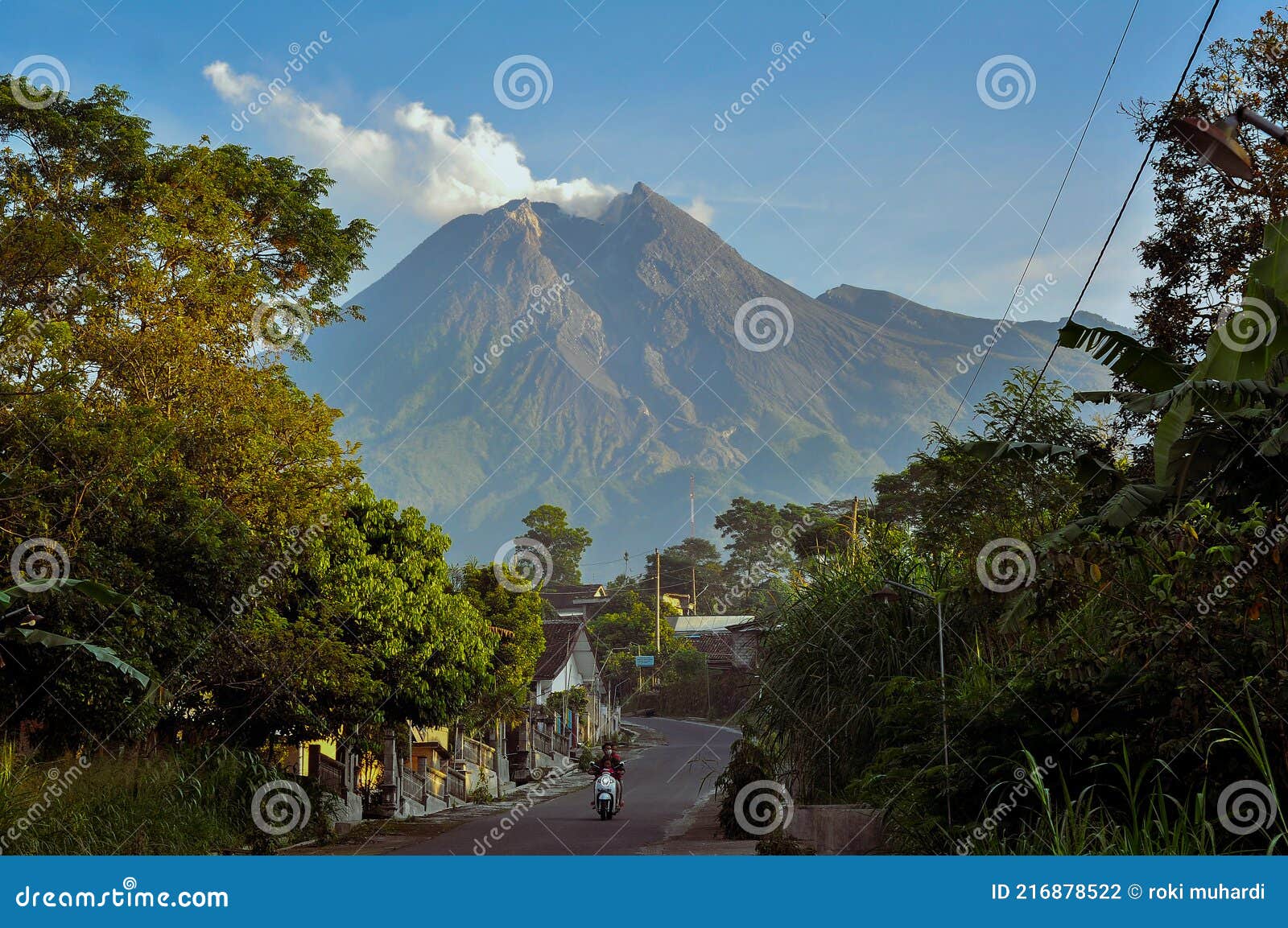 A Bug That Looks Like A Rock The Big-eyed Toad Bug Gelastocoris ...
