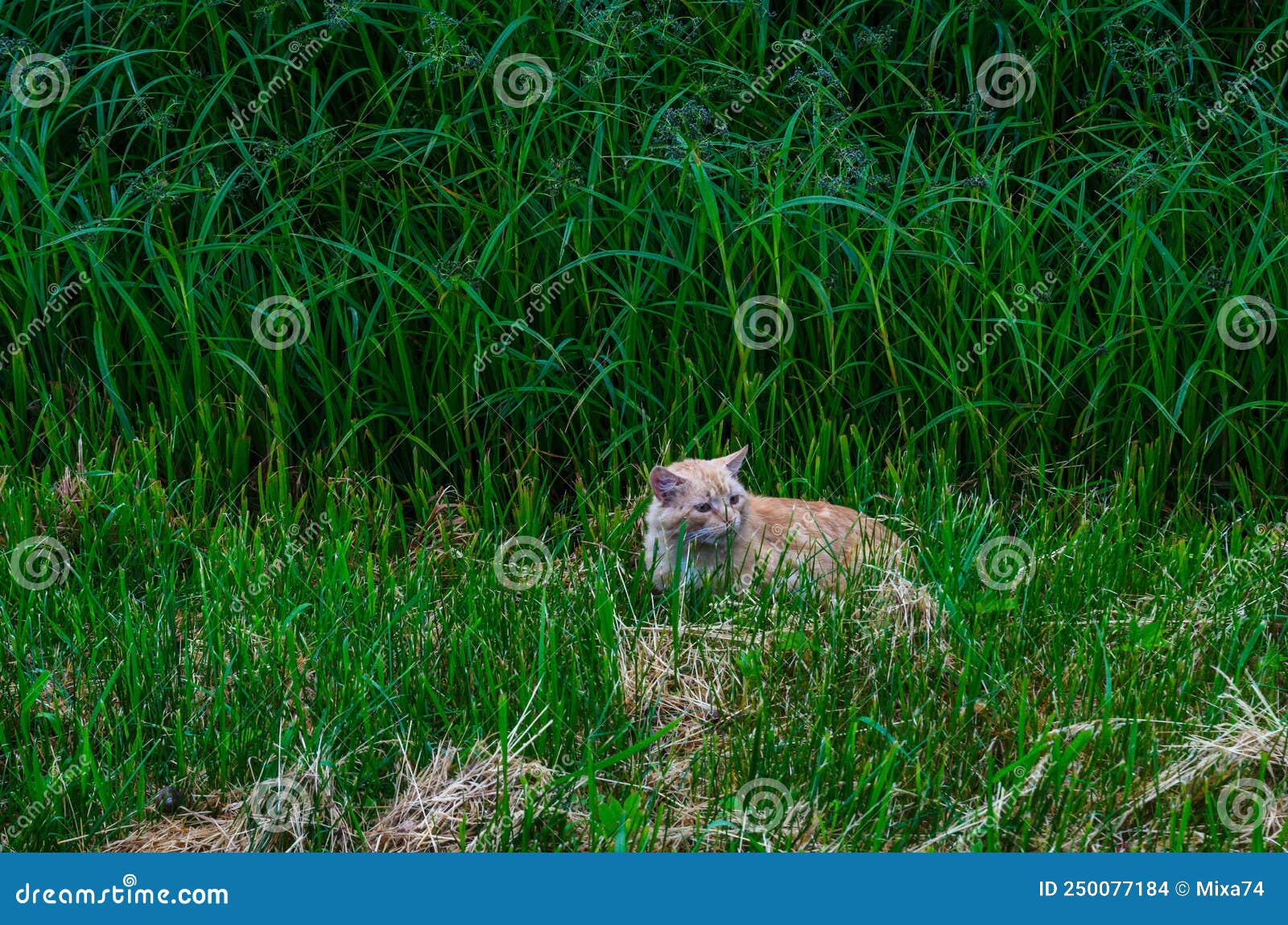 Village Cat in the Grass in the Field 1 Stock Photo - Image of young ...