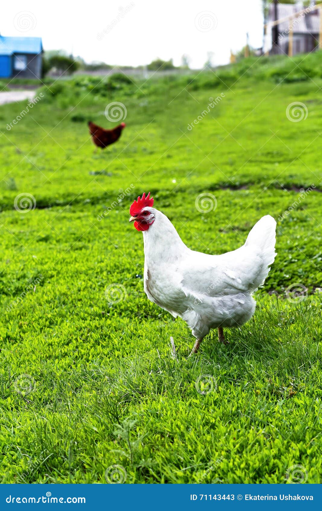 The Village: Closeup View of a White Hen in a Meadow Stock Image ...