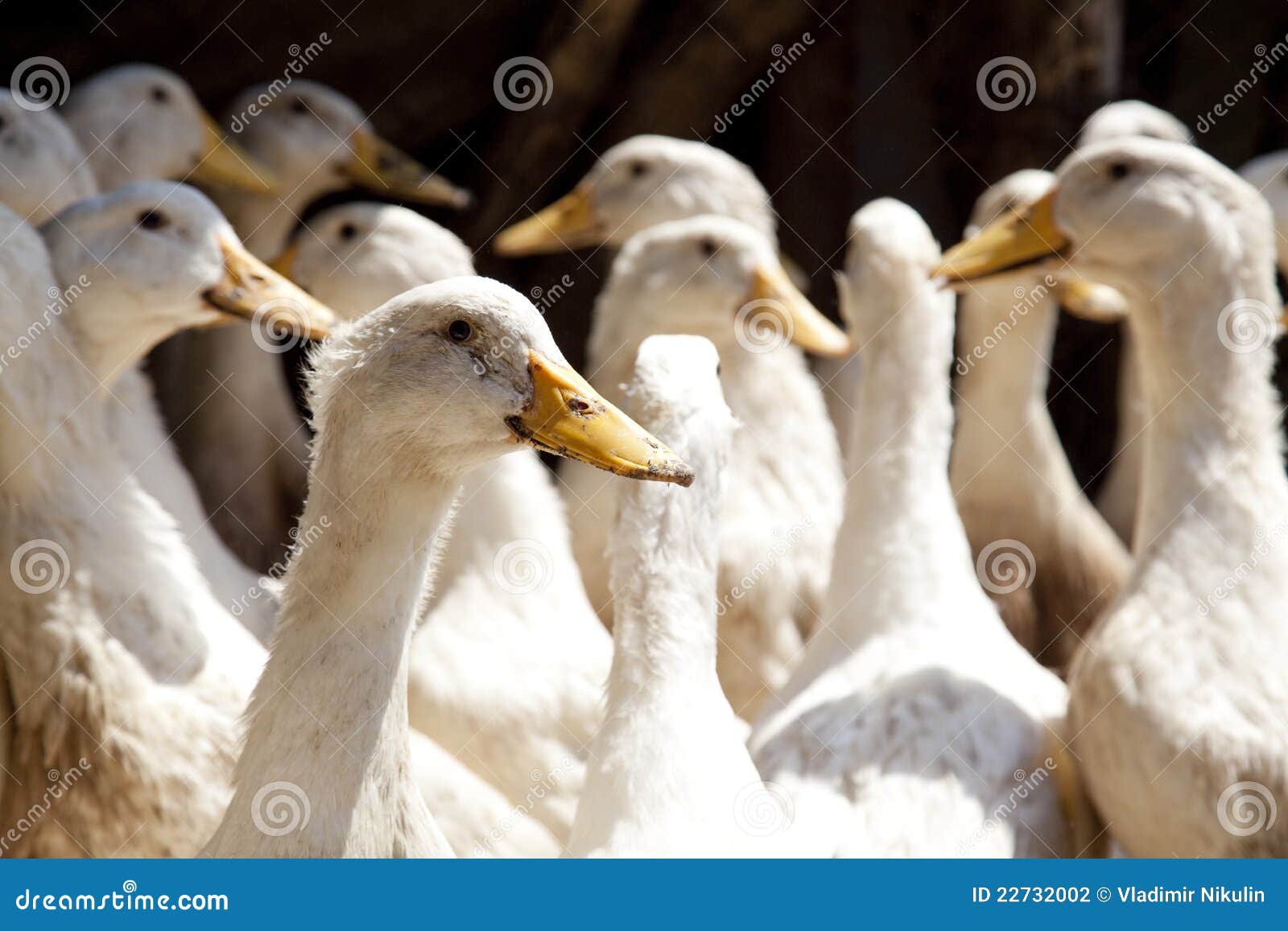 Village ducks photo stock photo. Image of beautiful, geese - 22732002