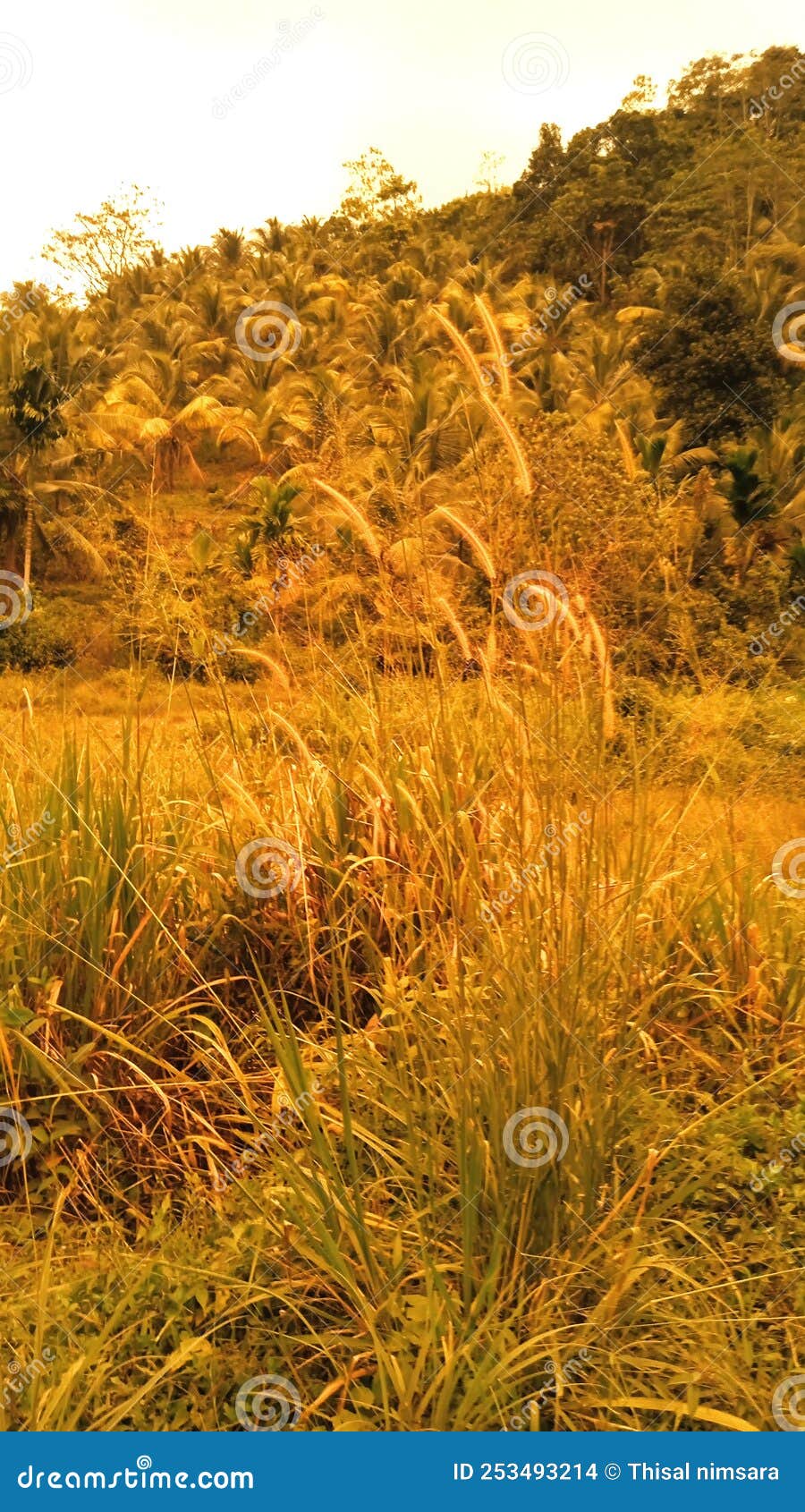 Village Evening vibe stock photo. Image of wetland, vibe - 253493214