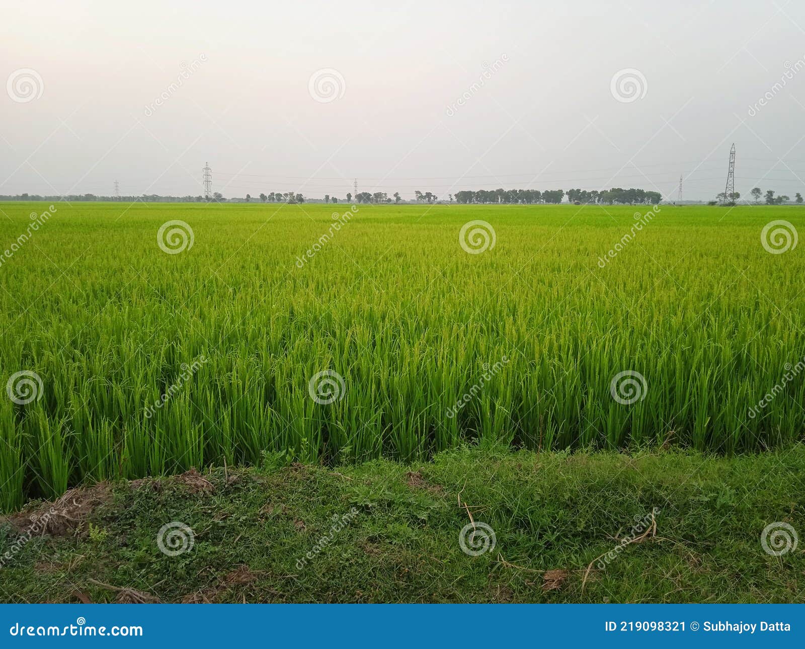 Village field stock image. Image of soil, horizon, green - 219098321