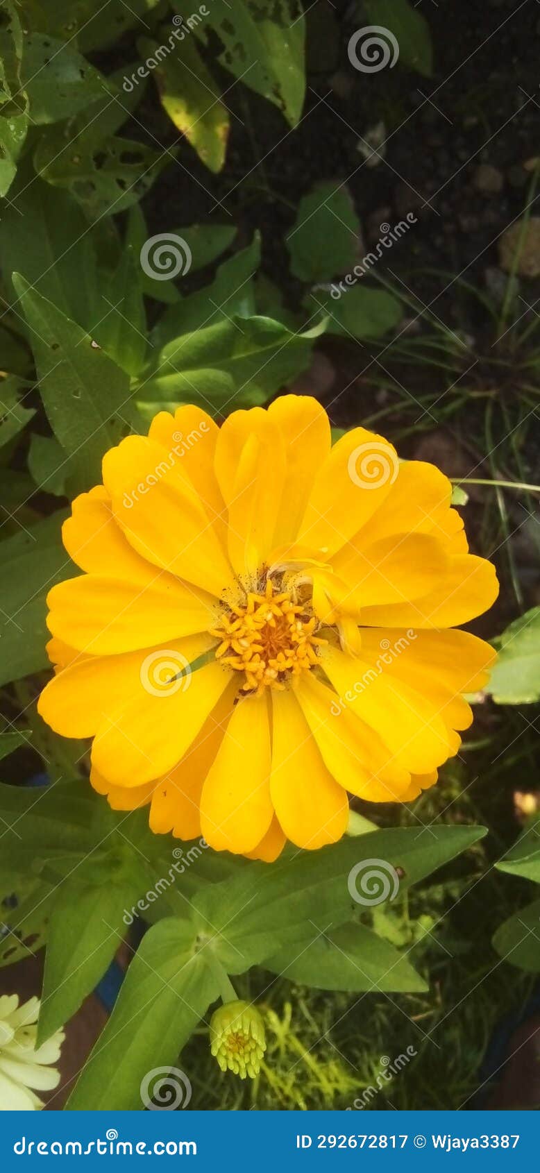 This Village Flower Usually Grows in the Yard of the House Stock Image ...