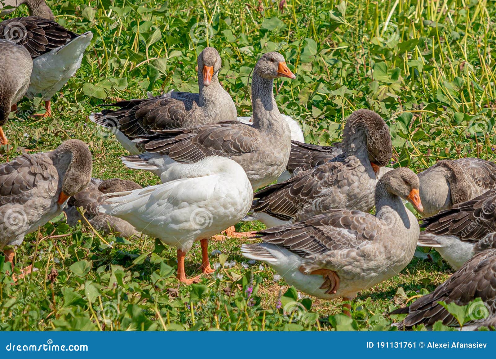 Village Geese on the Bright Green Grass Stock Image - Image of nature ...