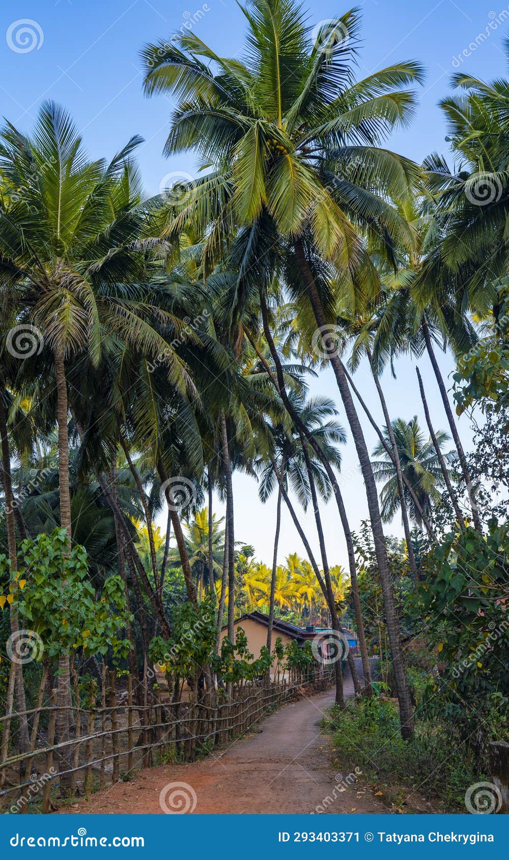 Village in Goa, India. Path, Fence and Palm Trees Stock Image - Image ...