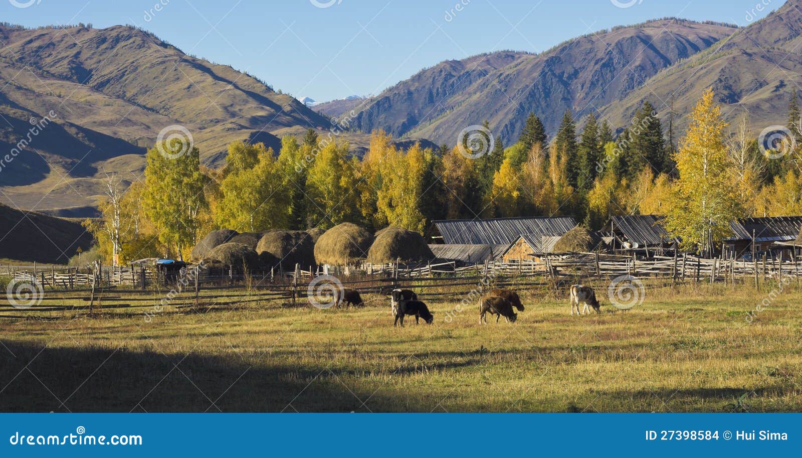 Village in gold autumn stock photo. Image of animal, horizontal - 27398584