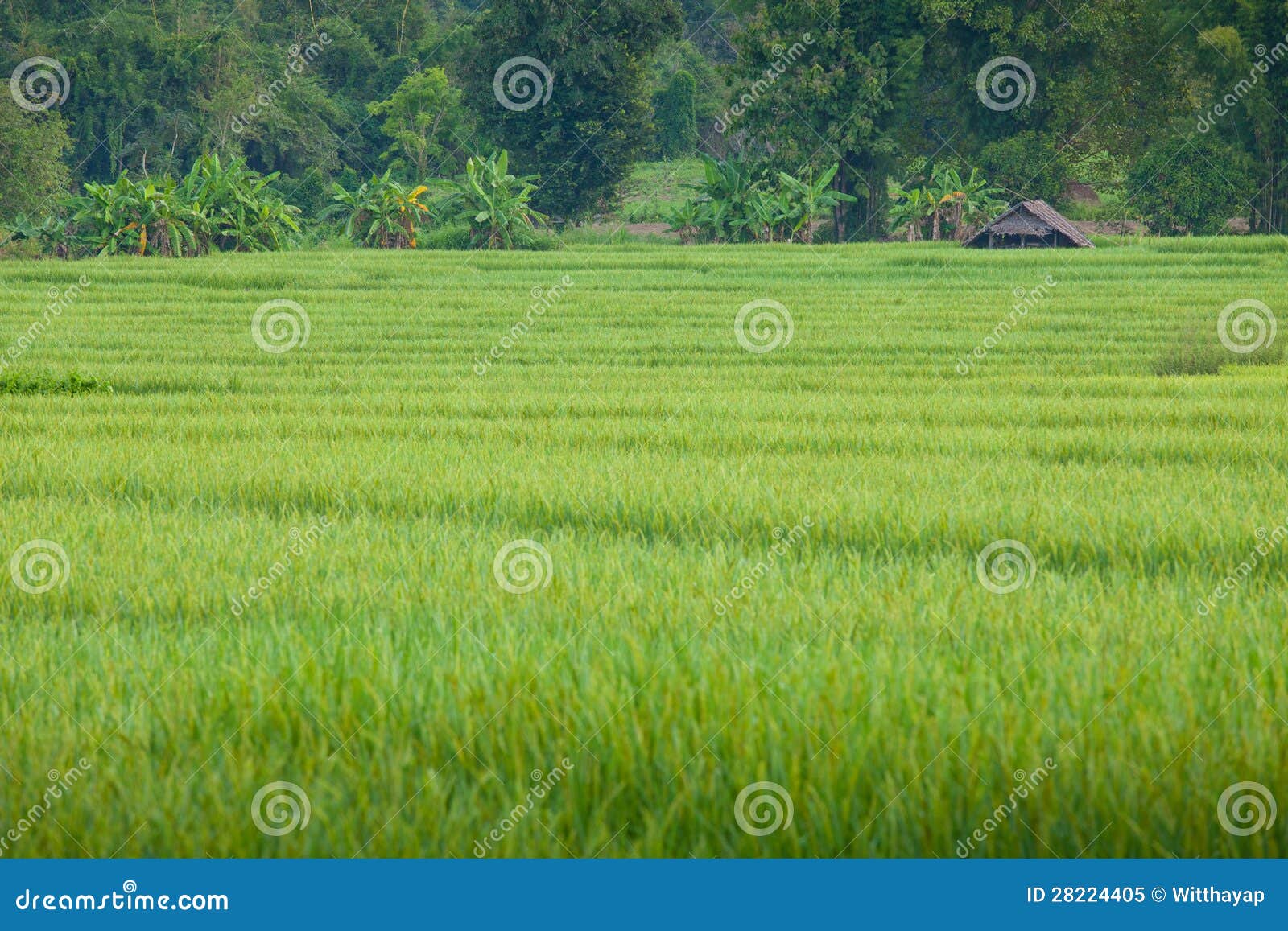 Village with green field stock image. Image of landscape - 28224405