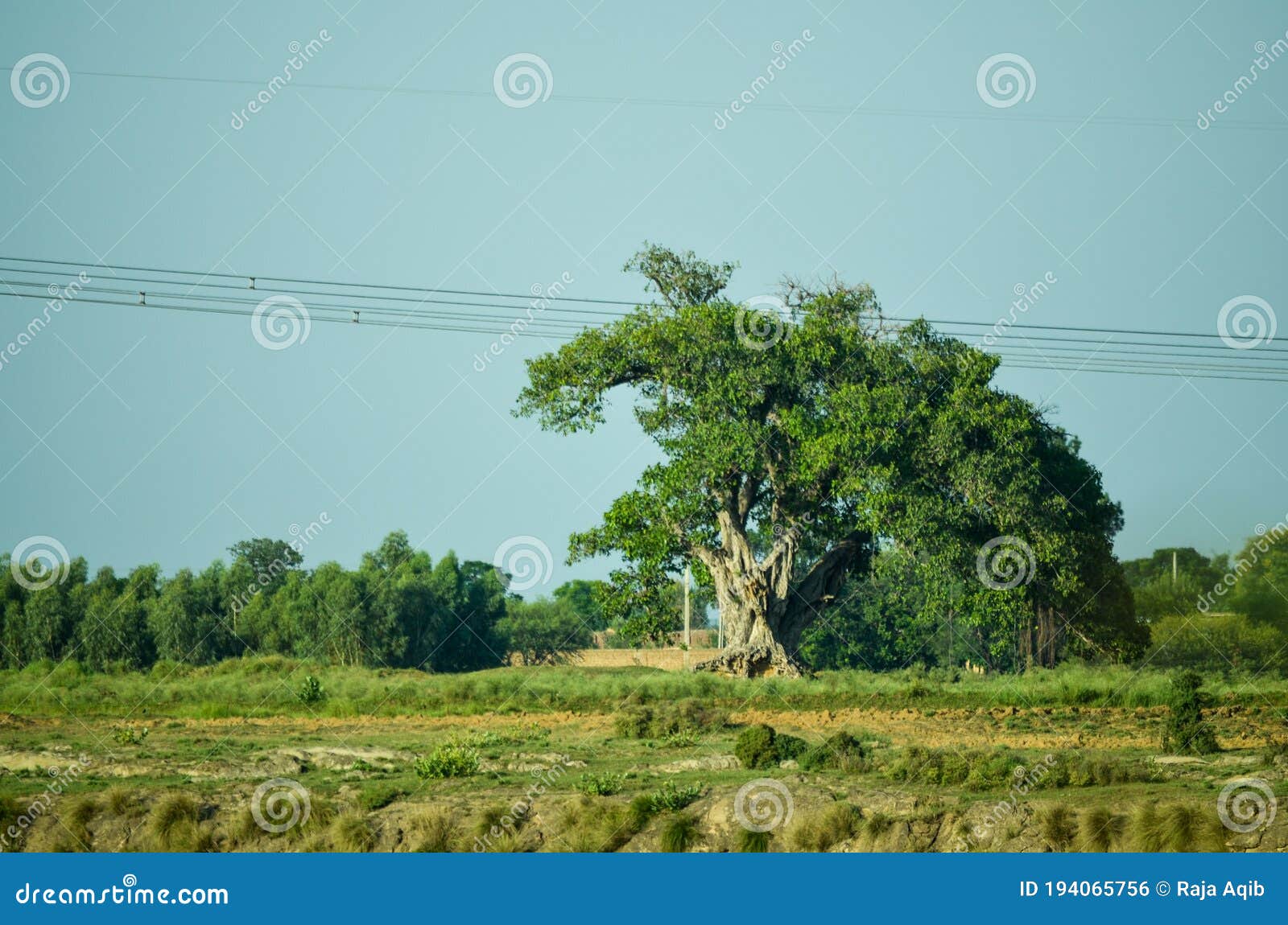 Village greenery stock photo. Image of village, greenery - 194065756