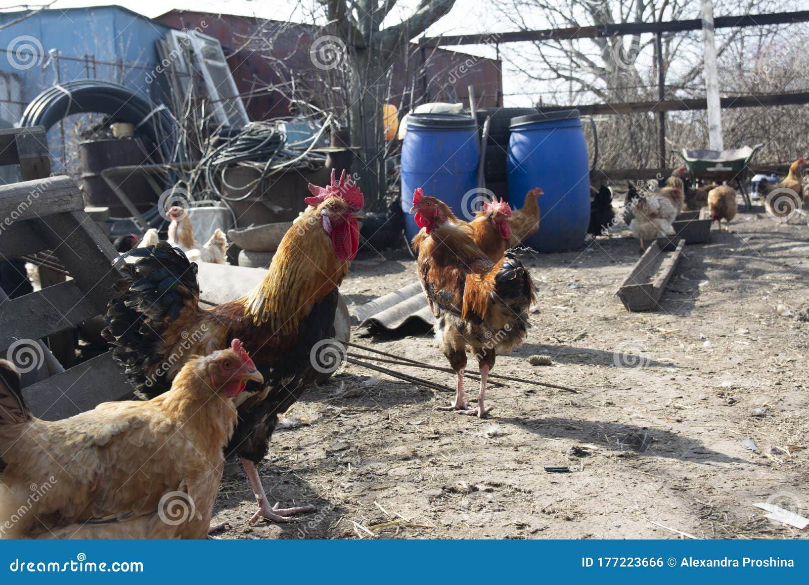 Village Hens in the Backyard, Village Life, Subsistence Farming Stock ...