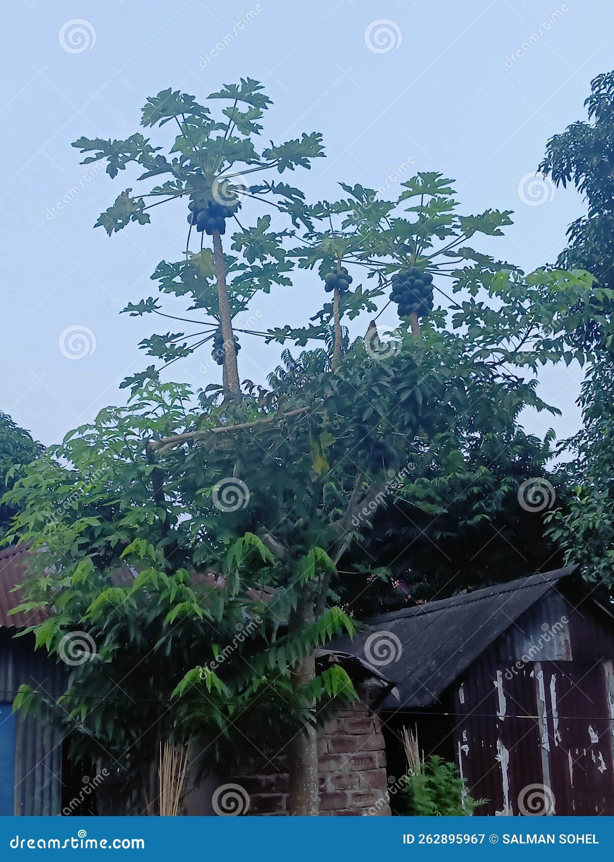 Village home with trees stock image. Image of shrub - 262895967