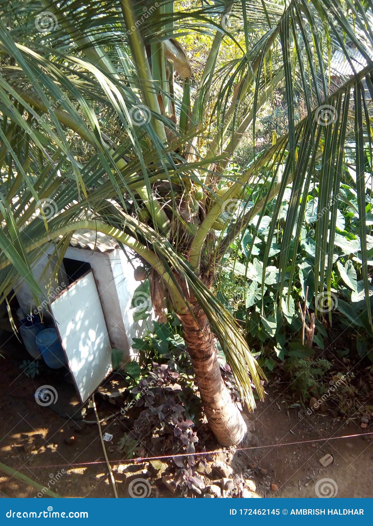 Village Image Tree Chhattisgarh Varda Stock Image - Image of ...