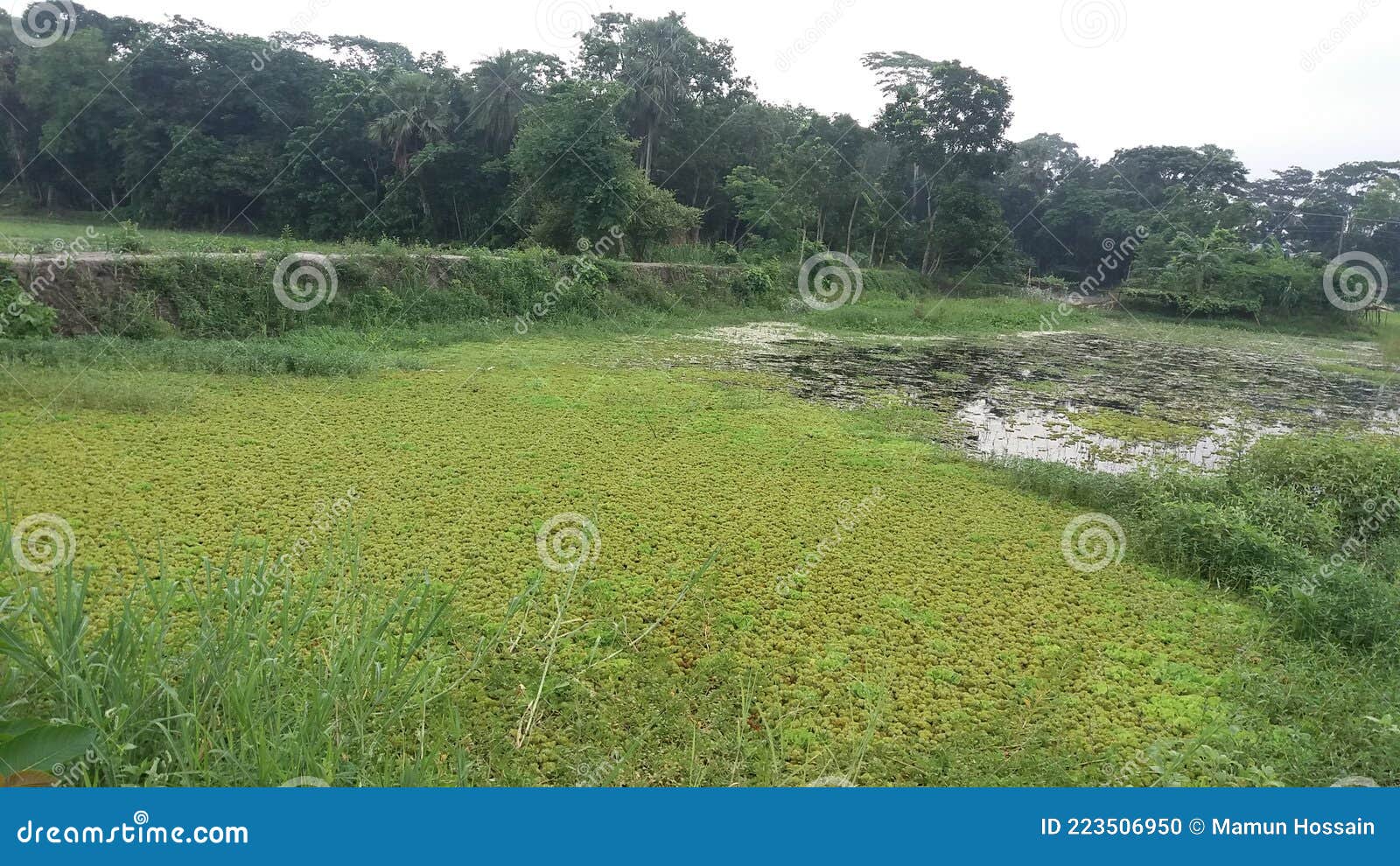Village land with water stock photo. Image of pasture - 223506950