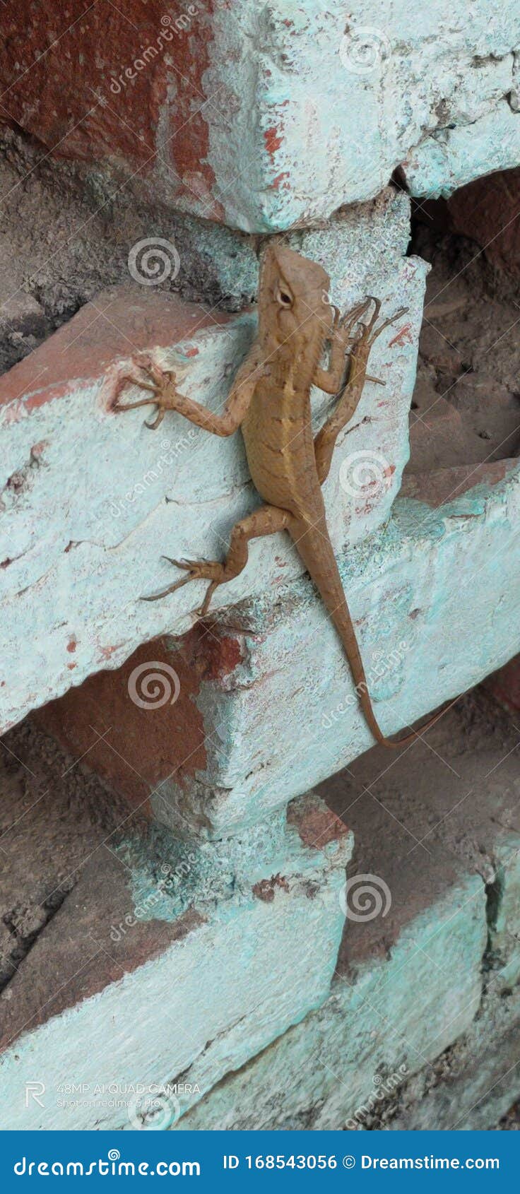 A Village Lizard Roaming in Home Stock Photo - Image of roaming, home ...